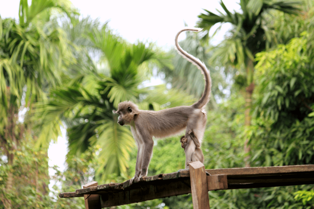 Lions, monkeys, and birds, oh my! A unique zoo experience in Cameroon ...
