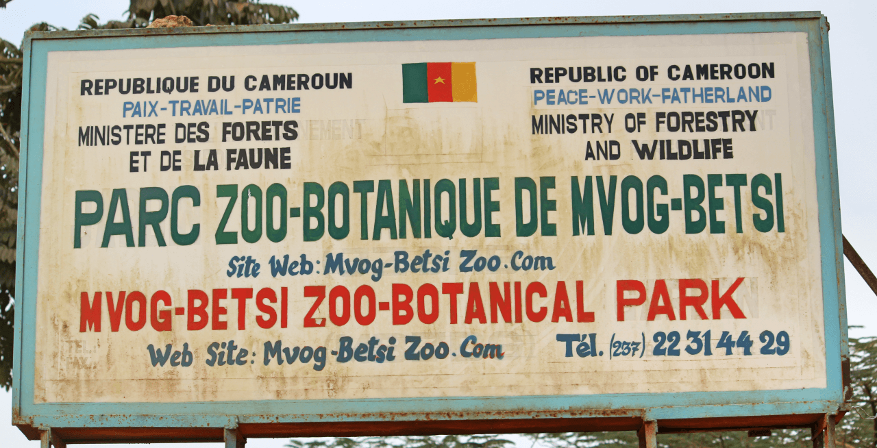 Lions, monkeys, and birds, oh my! A unique zoo experience in Cameroon ...